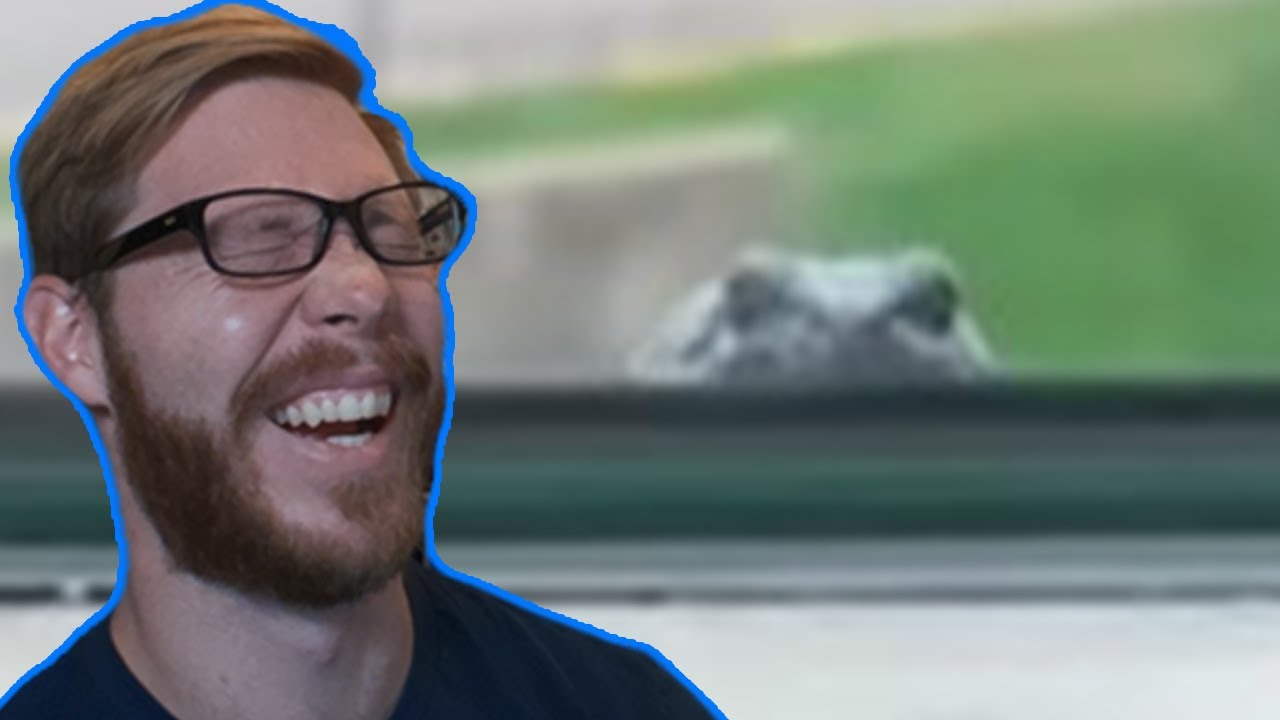 Tik Tok Memes That'll Make Your Frog Neighbors Jealous! - YouTube