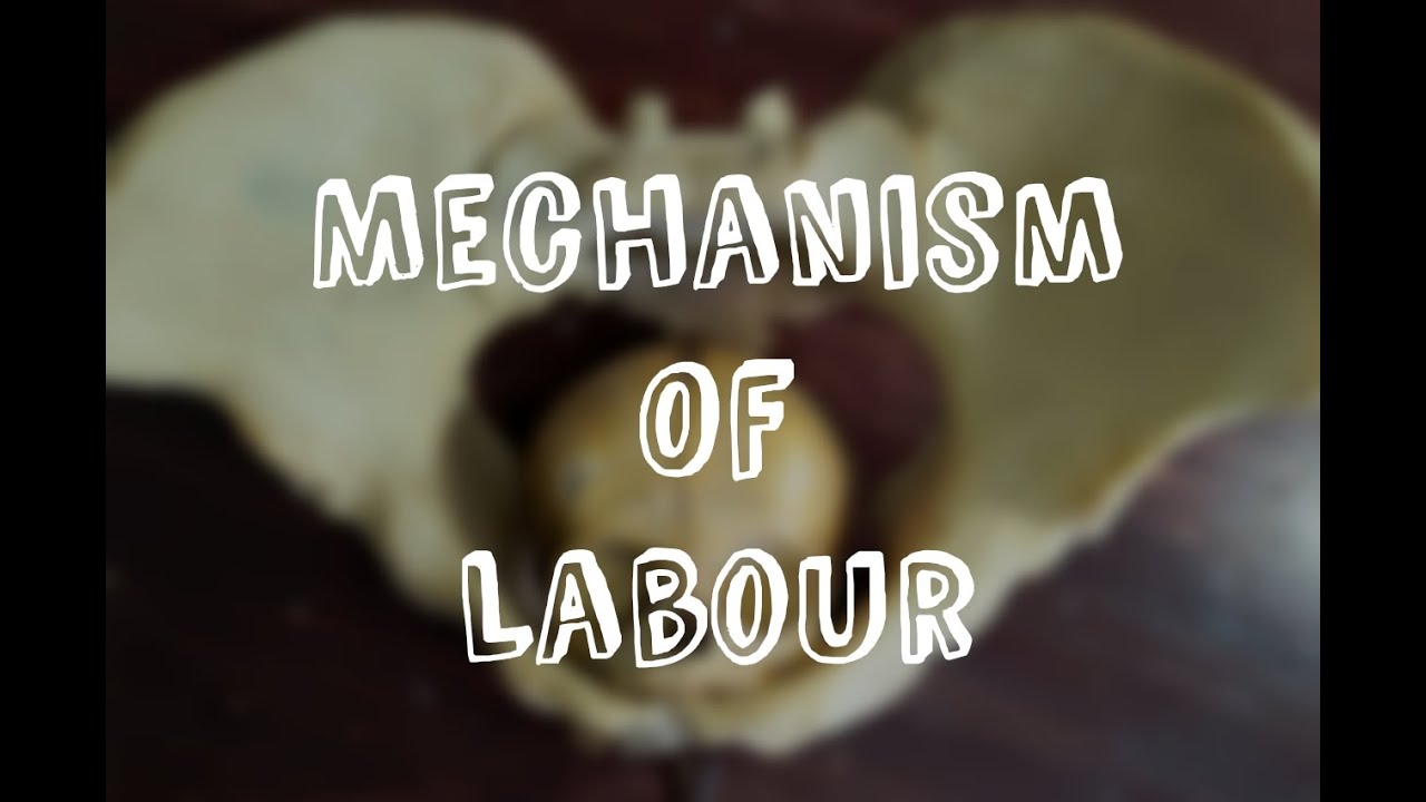 Mechanism of Labour with detailed Maternal Pelvic and fetal skull ...