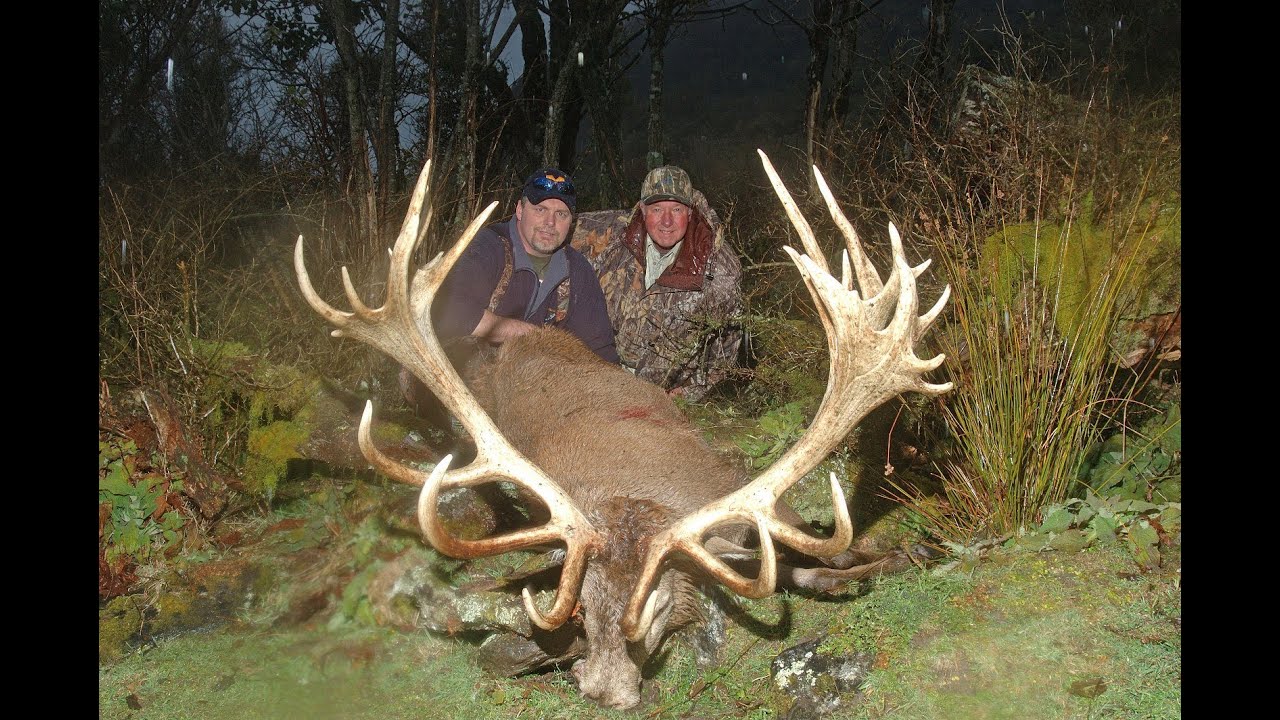 New Zealand Red Stag Hunting / Kent Kaiser Alaska - YouTube