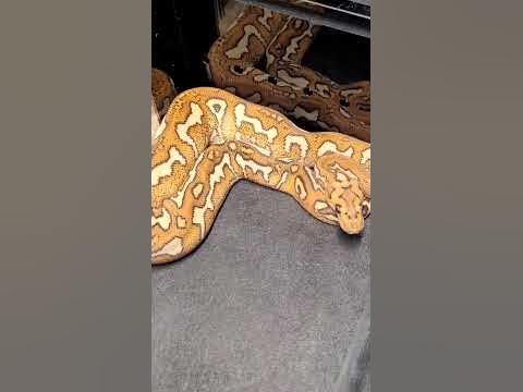 Special Pompeii Ball Python at Tinley Park 22 - YouTube