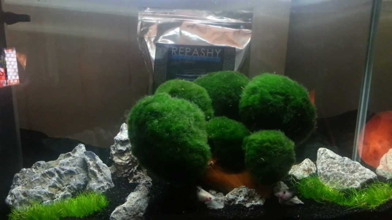 Spectacular - Fluval Spec 5 - YouTube