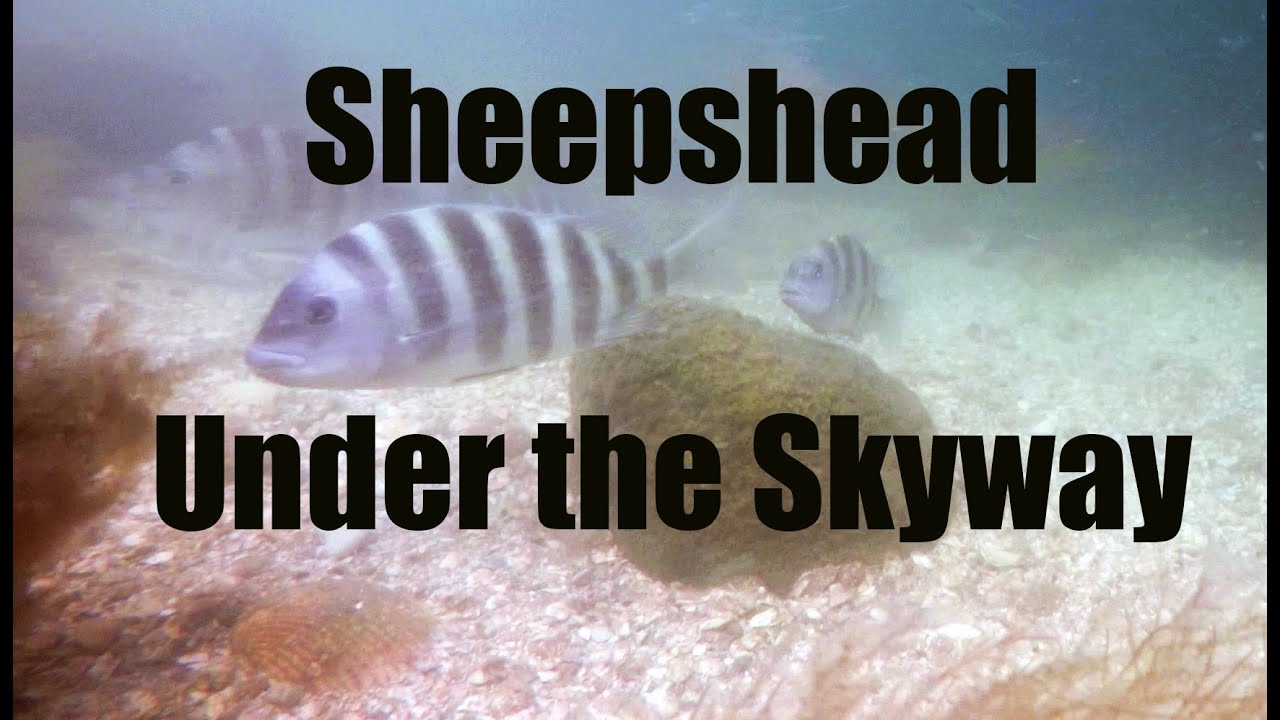 Adventures in the Undercurrent: Sheepshead and Mangrove Snapper | Ken ...