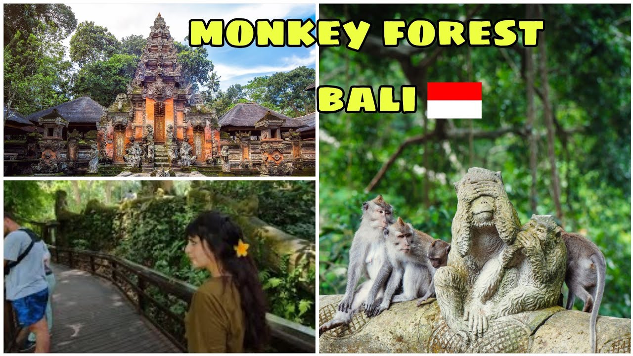 VISITÉ el lugar MÁS PELIGROSO de Bali… ¿Es tan extremo? 🐒😱 | Monkey ...