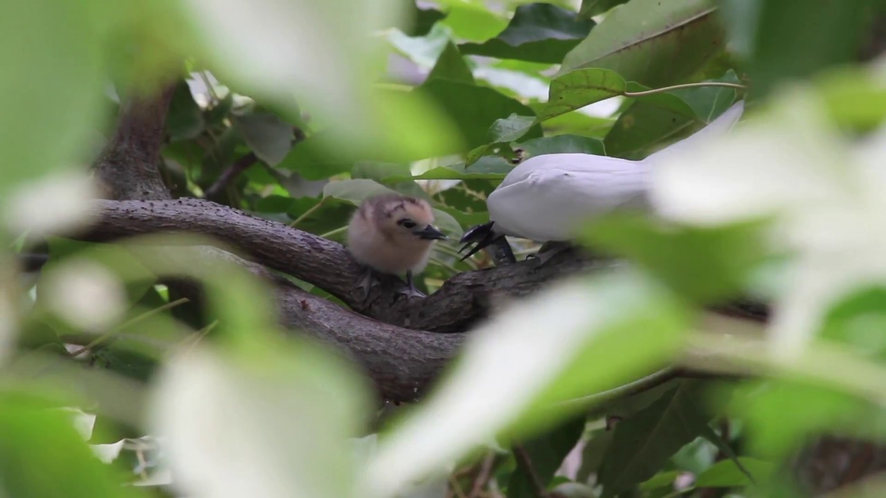 Baby Hawaiian white tern eats lunch - YouTube