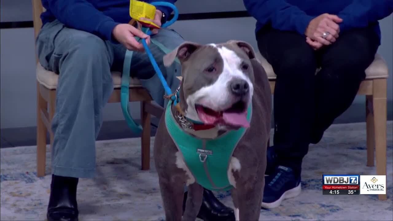 Angels of Assisi Speaks on Rescuing Several Dogs, Puppies - YouTube