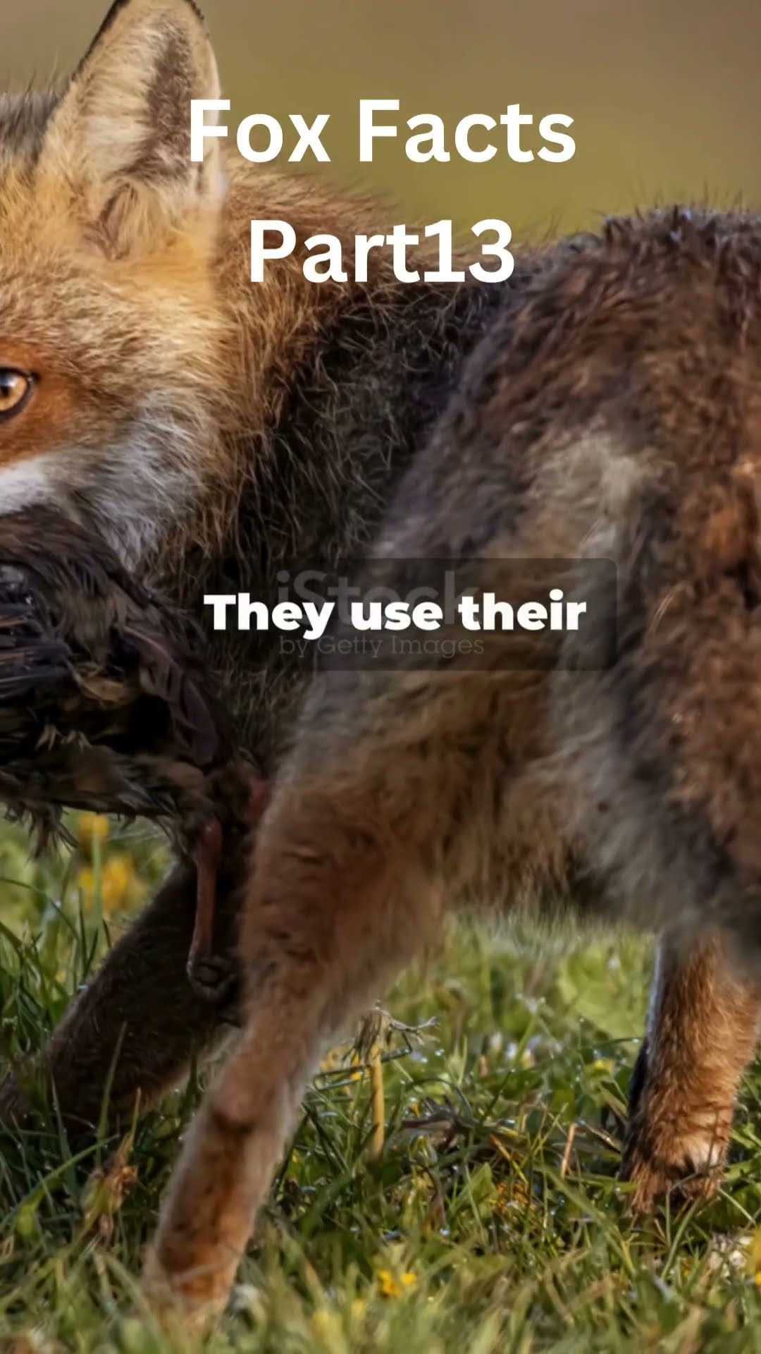 Amazing Fox Facts: Unique Pouncing Technique! #foxs #bigcat #wildfoxes #wildlife # ...