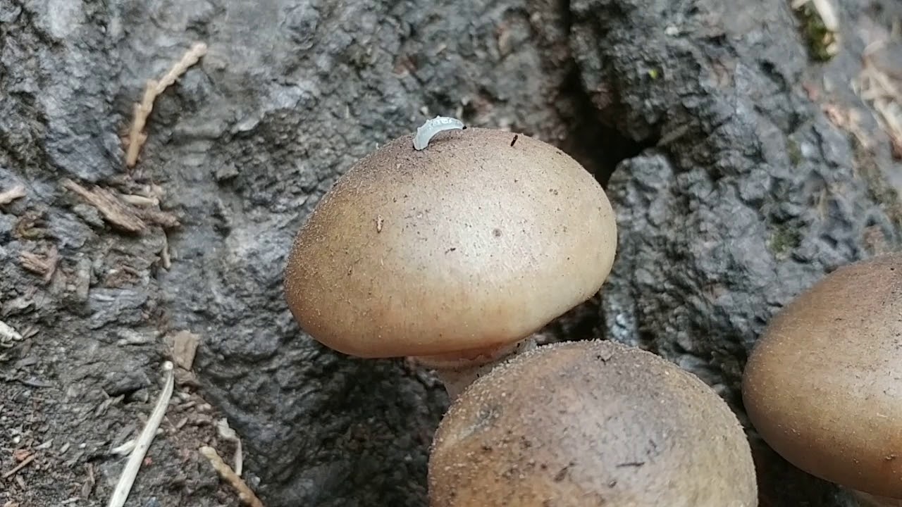 Maggot and Mushroom - YouTube