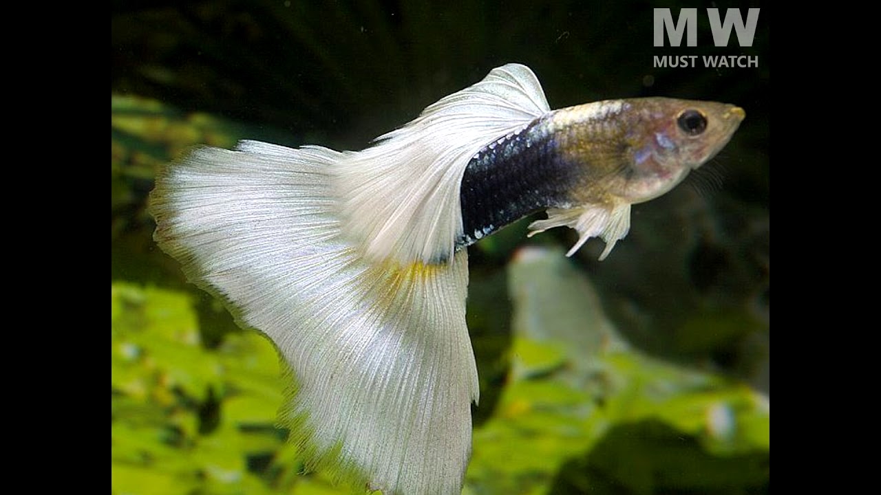 7 Alluring Guppy Colors YouTube 7-alluring-guppy-colors-youtube