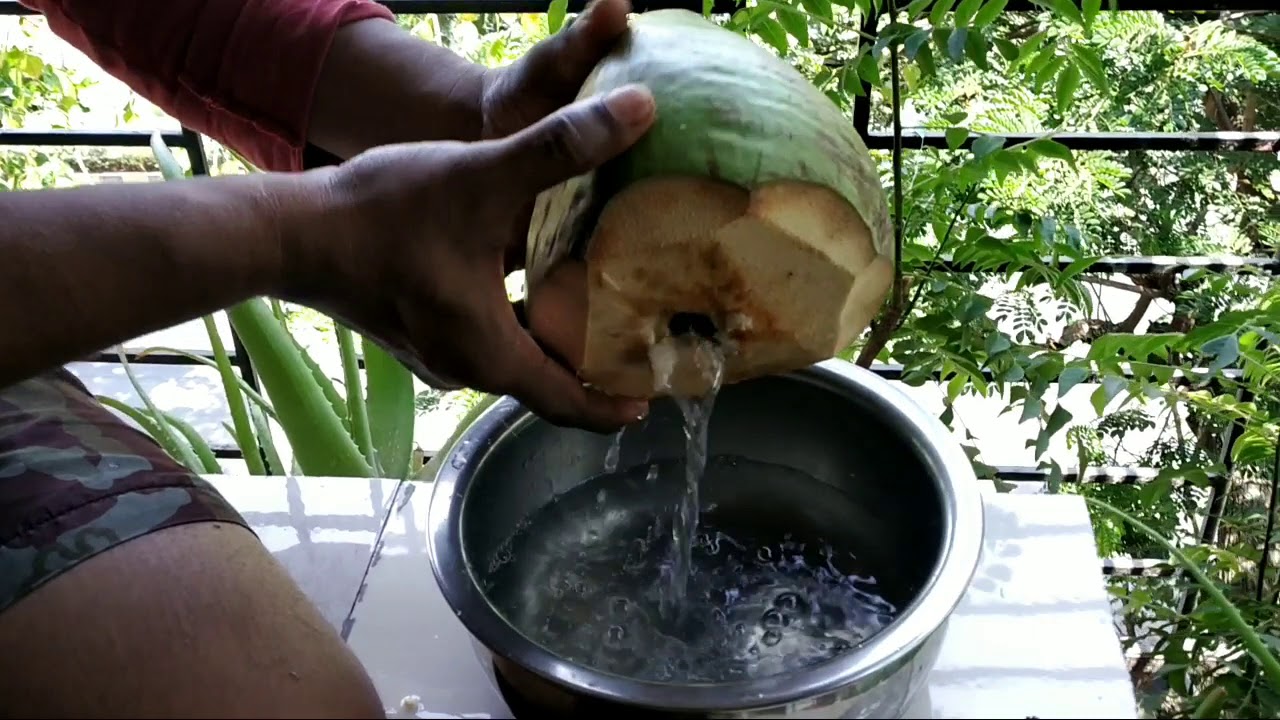 Home made Tender Coconut Toddy........ - YouTube