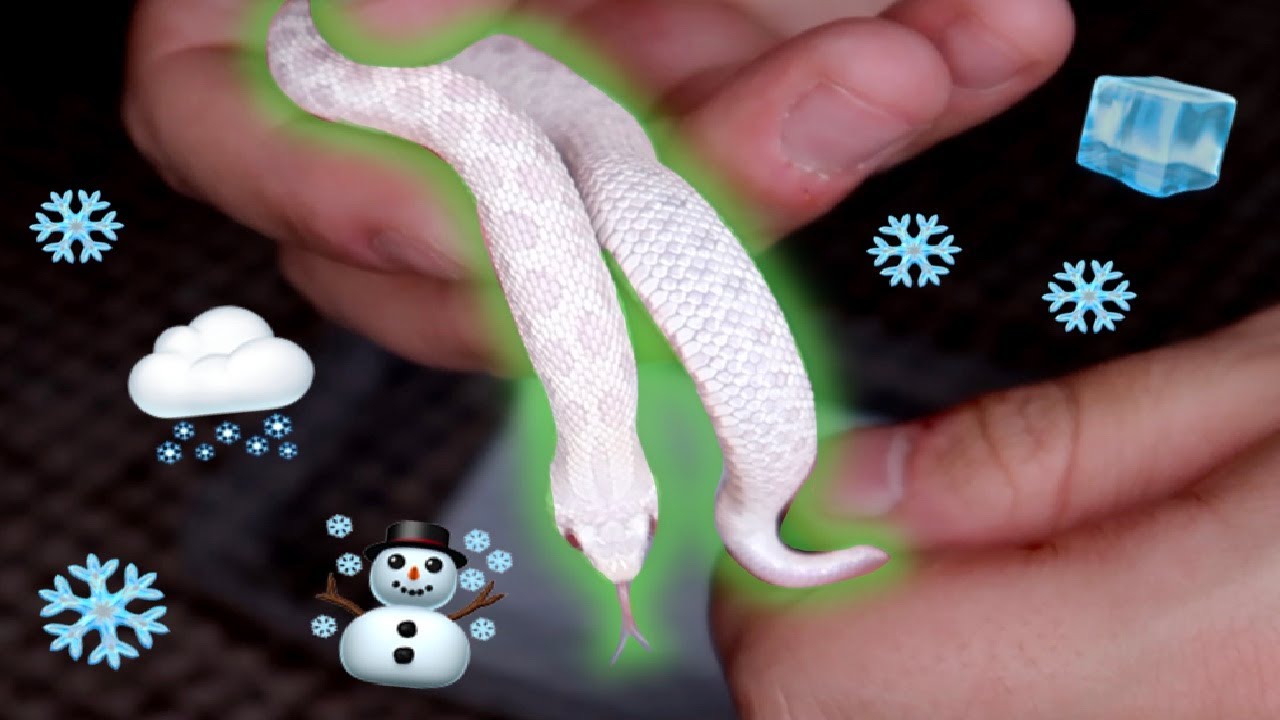 BABY HOGNOSE SNAKE COLLECTION (SNOW!) - YouTube