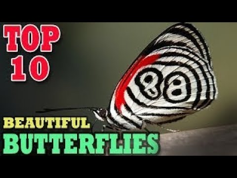 Top 10 Most Beautiful Butterflies || Most Amazing Butterflies in the ...