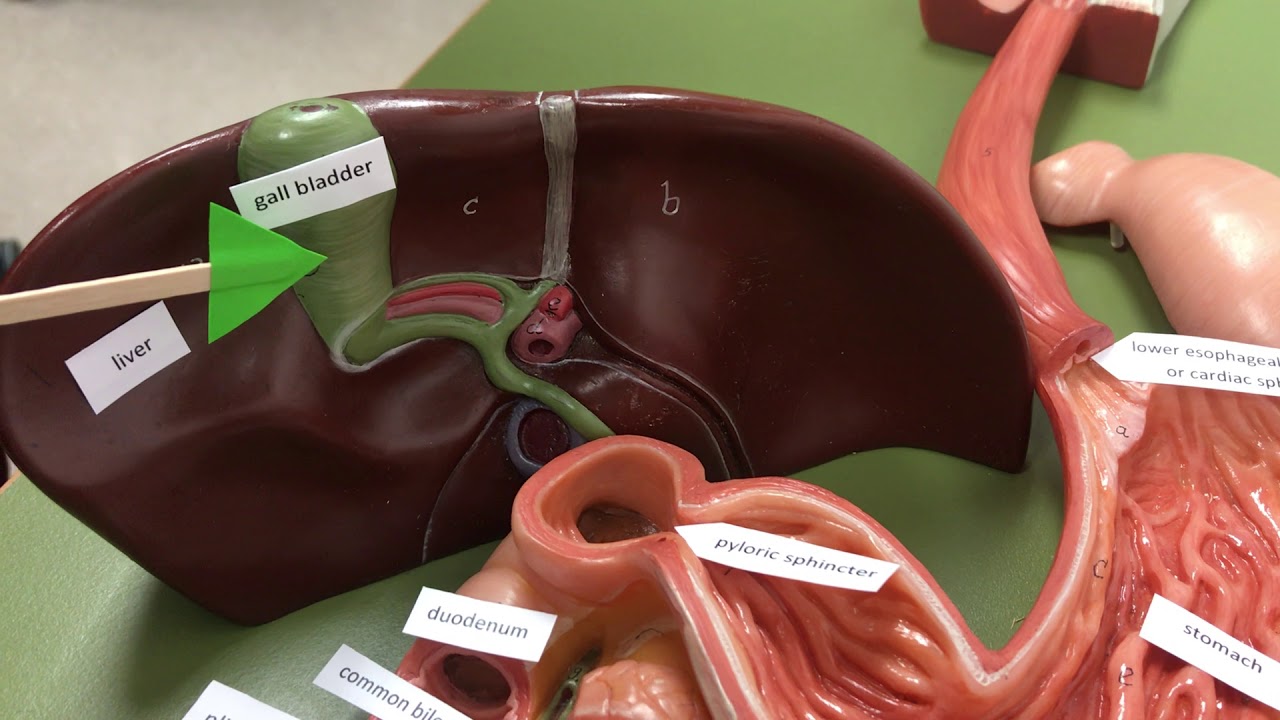 CCC Online Biology Lab - Digestive system model tour. - YouTube