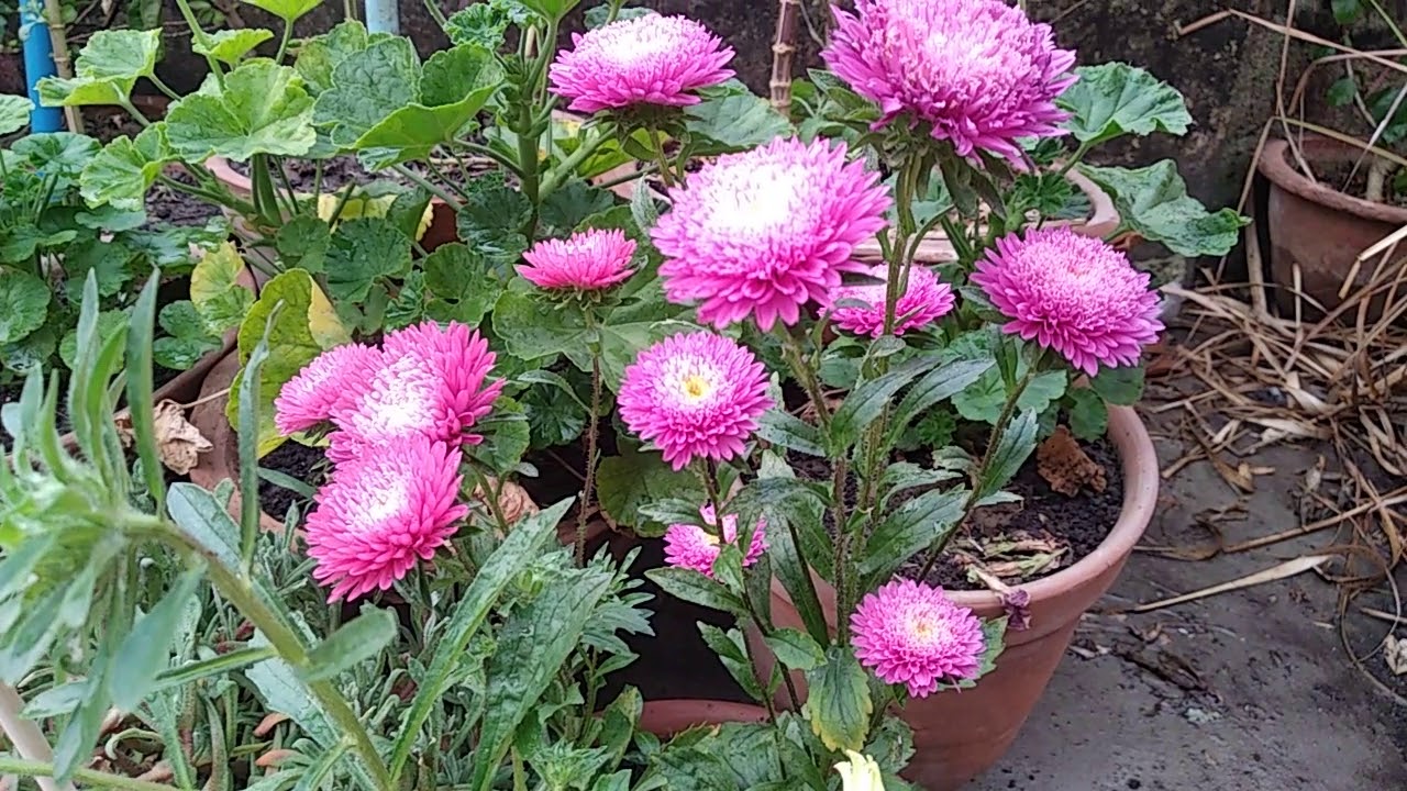 199:How to grow and care aster plant.(English). - YouTube