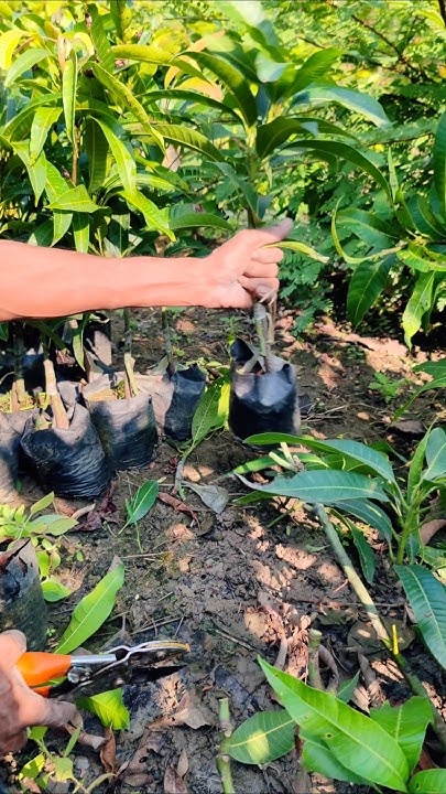 Success in Grafting: Cutting Mango Tree from Mother #shorts - YouTube