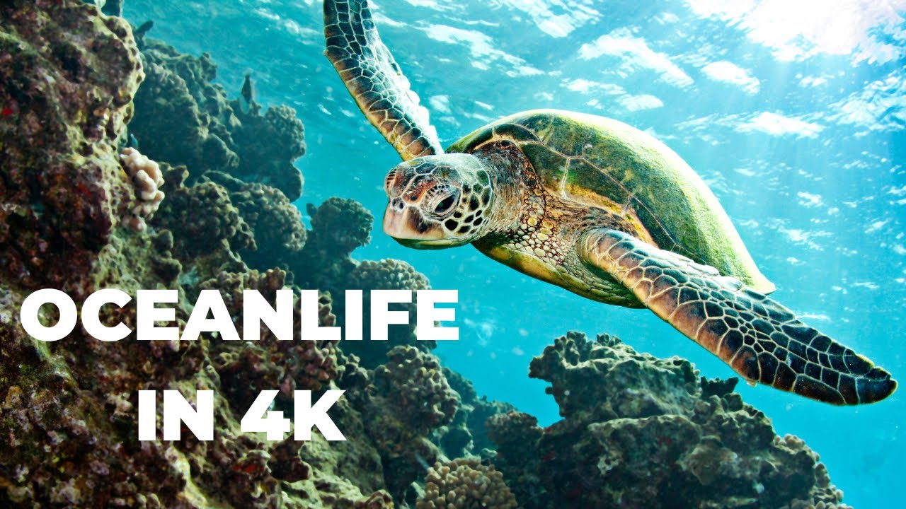The Ocean 4K - Scenic Wildlife Film With Music| Coral Reefs & Colorful ...