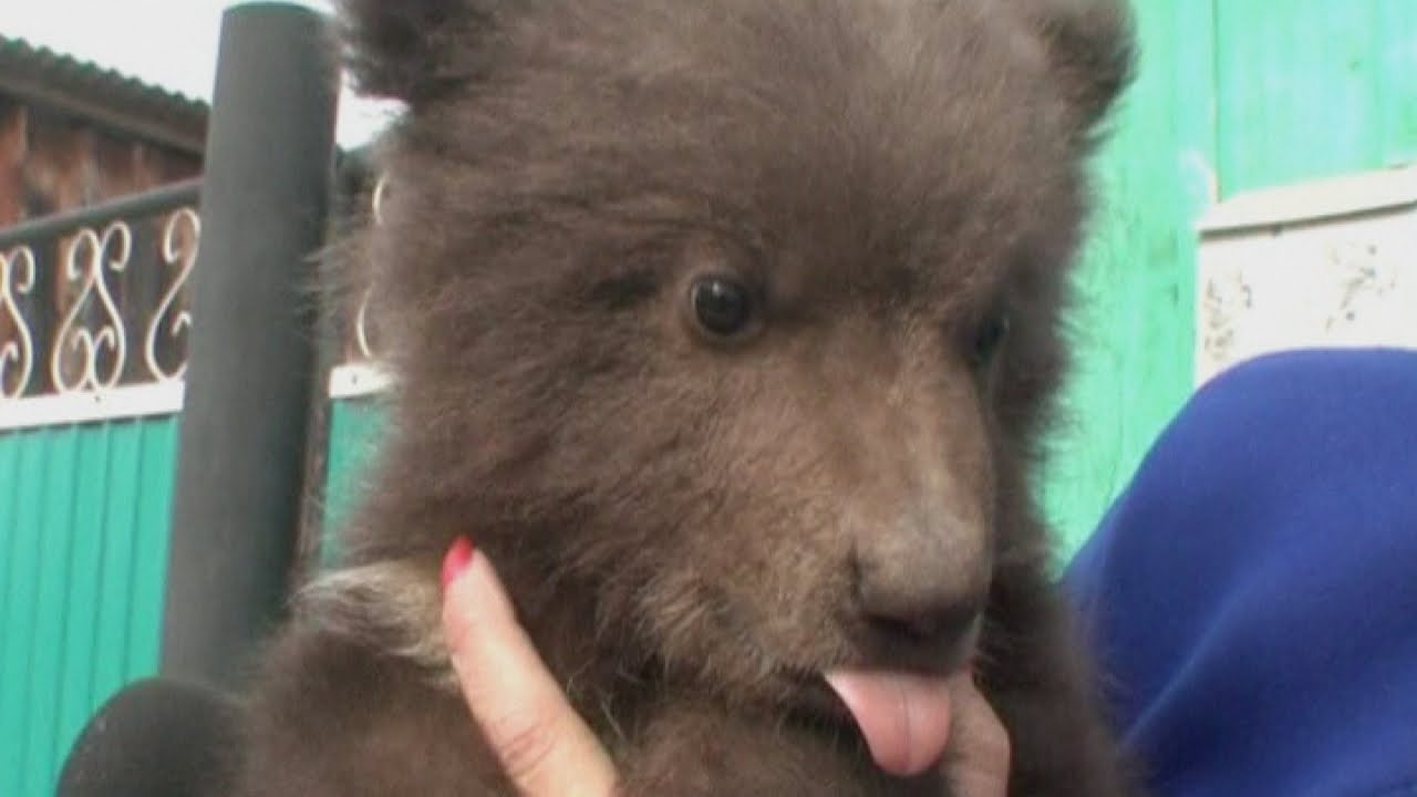 CUTE: Orphaned bear cub adopted by Russian family - YouTube