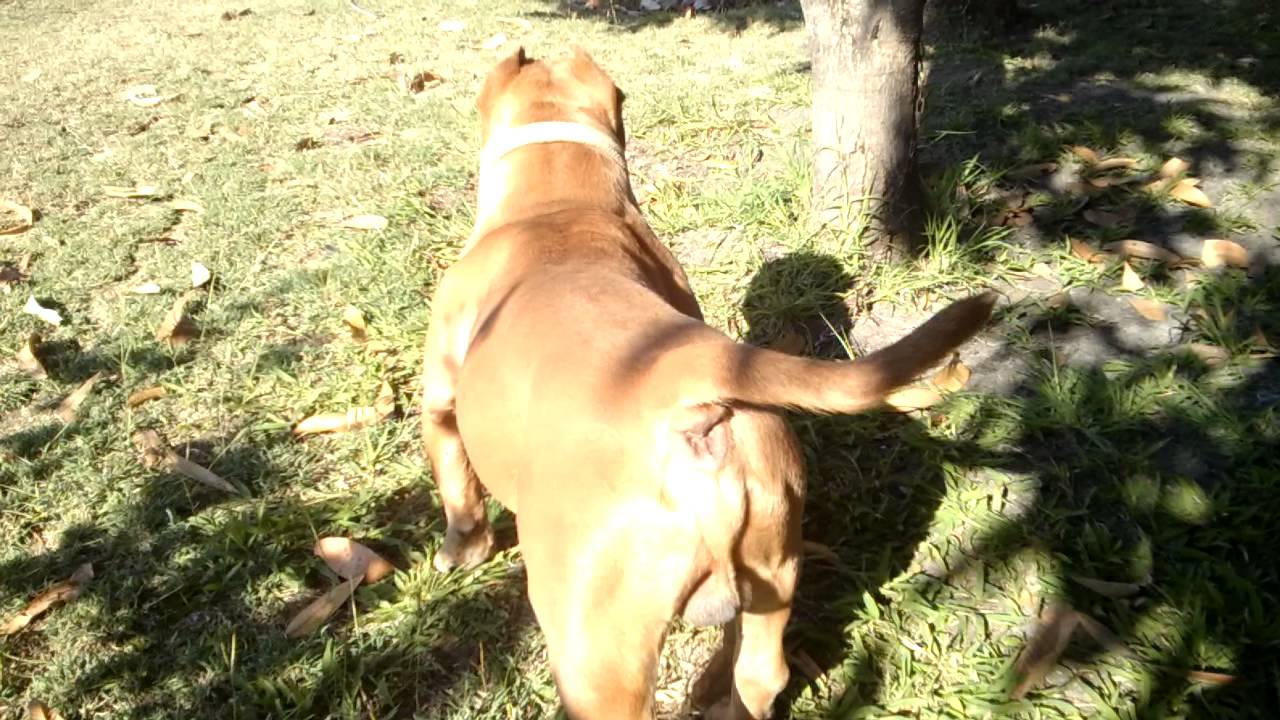 AMERICAN BULLY "MAMUT" - YouTube