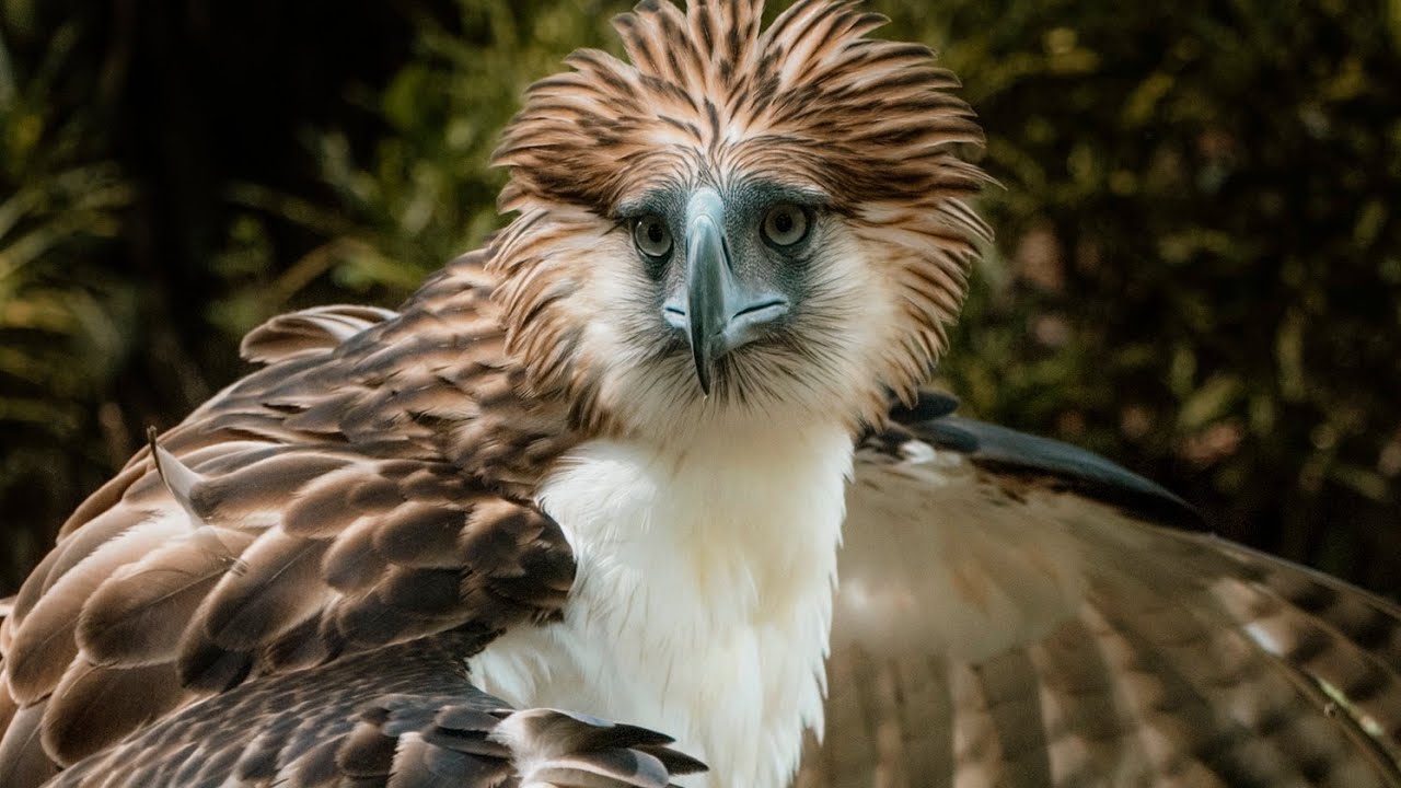 Ano ang Agila | Pambansang Ibon| Dambuhalang Ibon | Philippines eagles ...