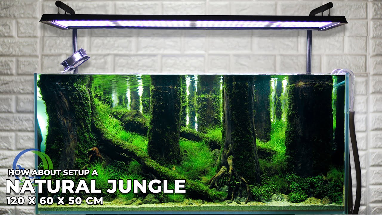 NATURAL JUNGLE STYLE AQUASCAPE - YouTube