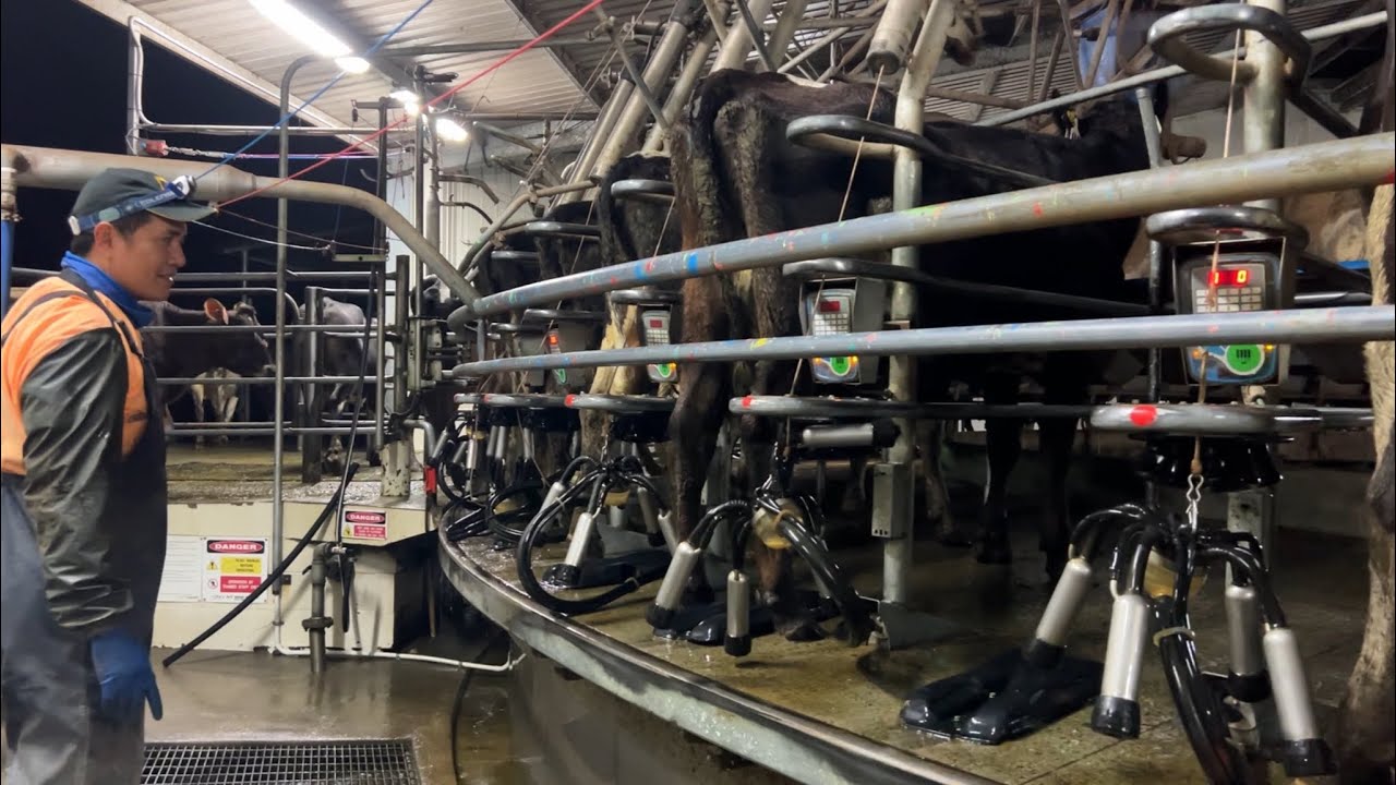 Milking cows early morning|The early risers of New Zealand|Peak milk ...