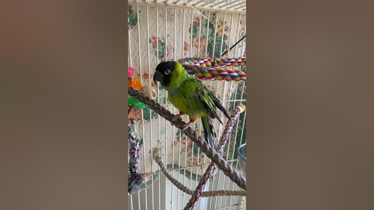 Fly Eagles Fly 🦅 My 28 Year Old Nanday Conure Parrot Loves The Eagles! Always Wearing their ...