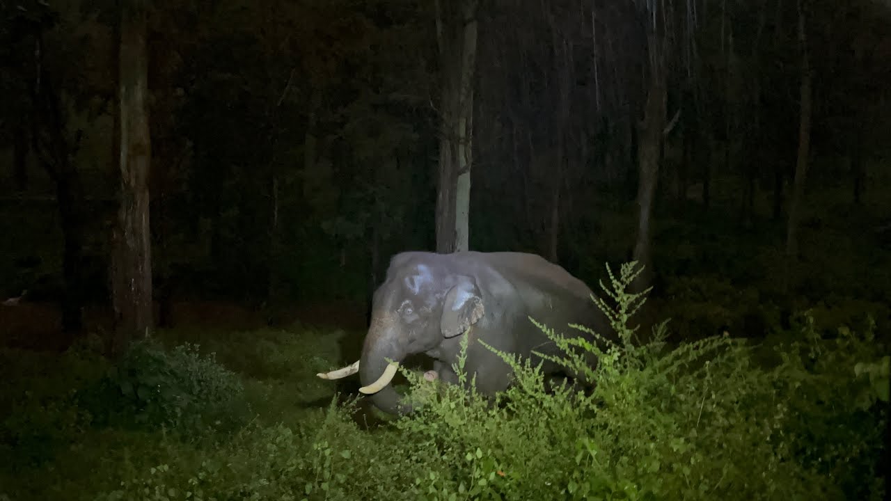 Pollachi 🌴| Coco Lagoon | Top slip | Anaimalai Tiger reserve 🐅🐘| - YouTube