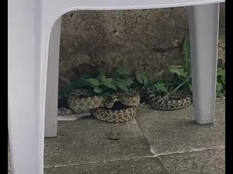 SANDALYENİN ALTINDA GÖRÜLEN YILAN KORKUTTU