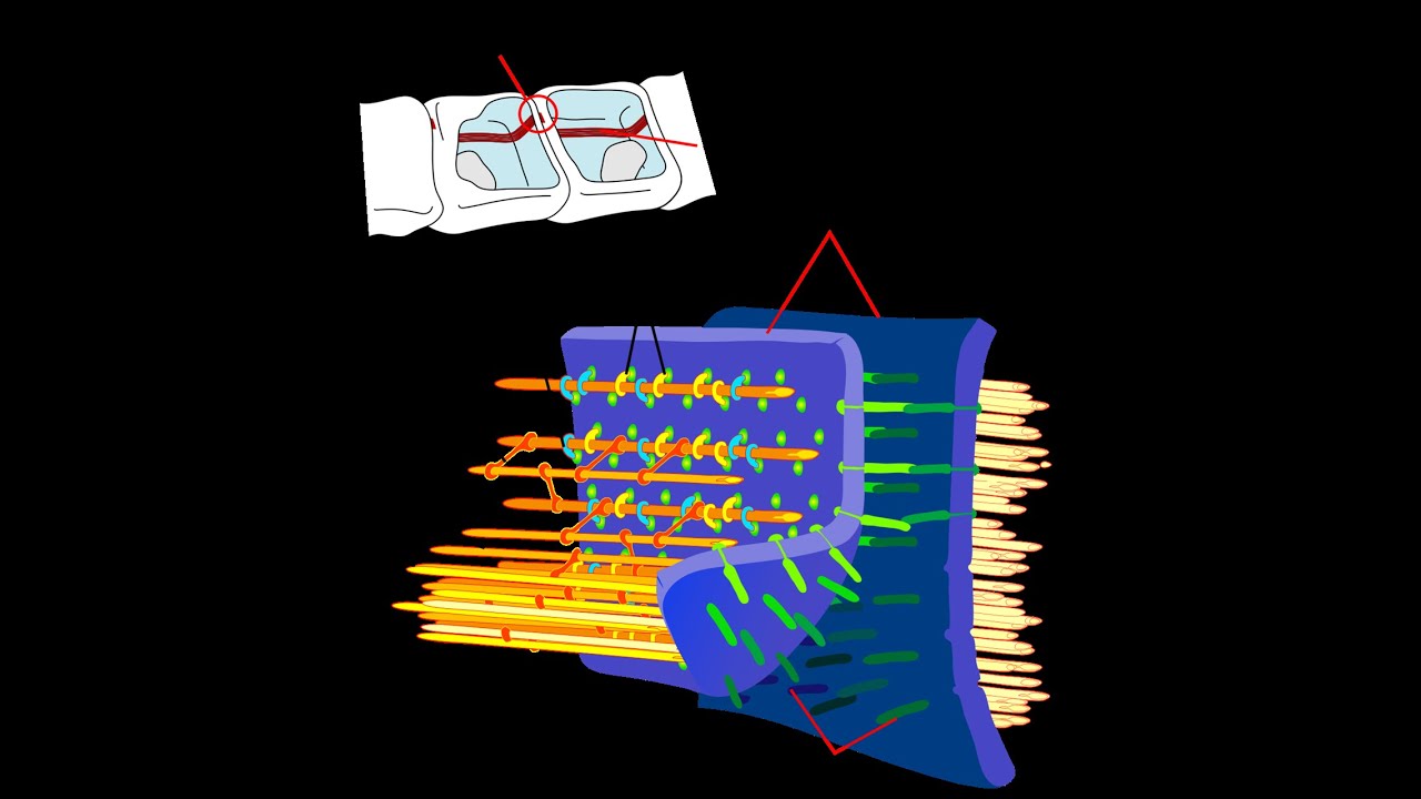 Physiology Lectures--- Intercellular Communication -- 1ST Year MBBS AND ...