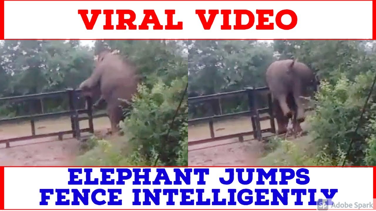Elephant Viral Video | Elephant Jumps Fence in Amazing Video | Bandipur ...