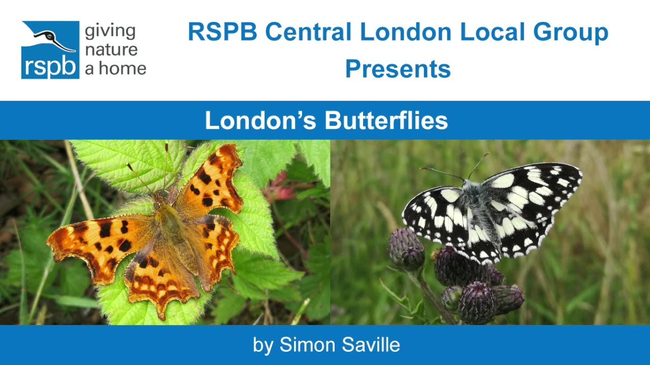 London's Butterflies by Simon Saville - YouTube