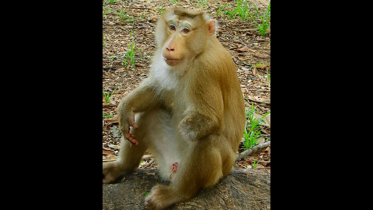 King Pongo The Strong Leader Ensuring New Life in Sovanna & Amber Park ...