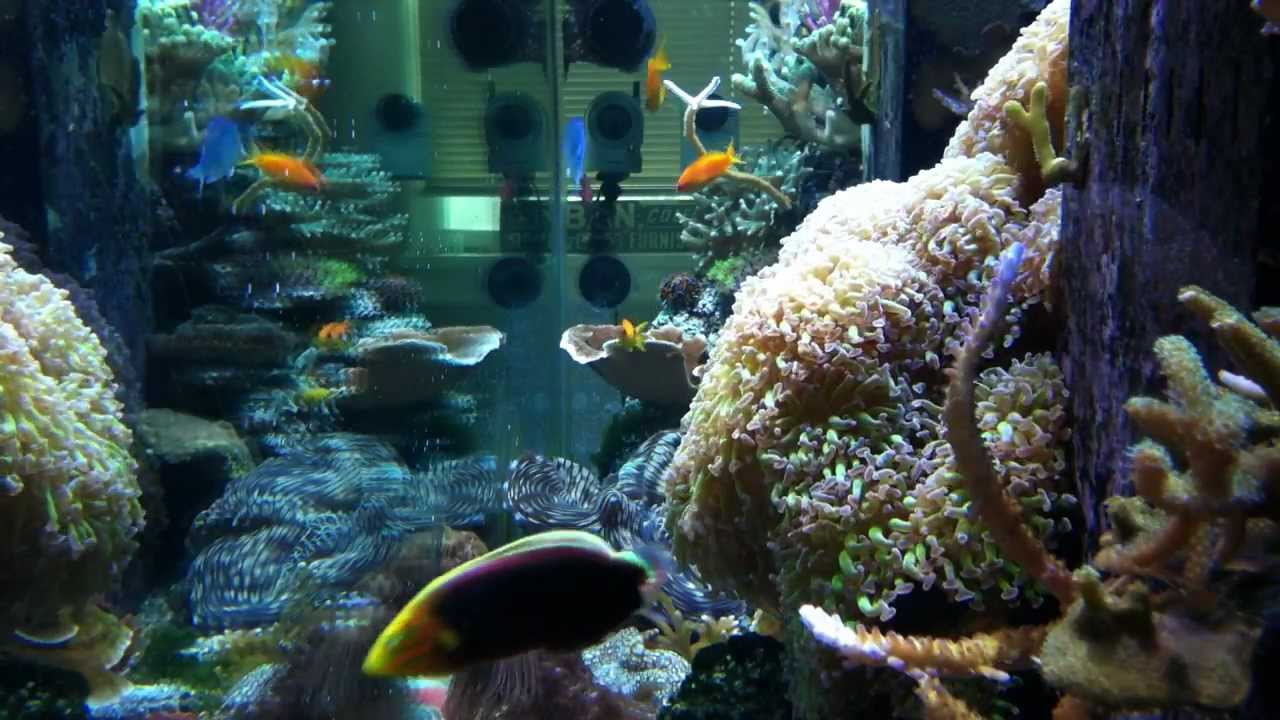Happy but Skeptical Fish :) - YouTube