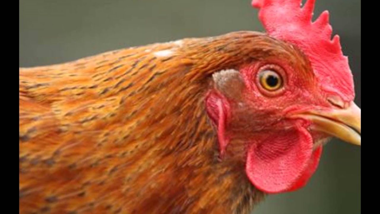 If I Had A Chicken: a youtube song - YouTube