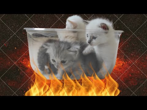 Kittens on FIRE !!! - YouTube
