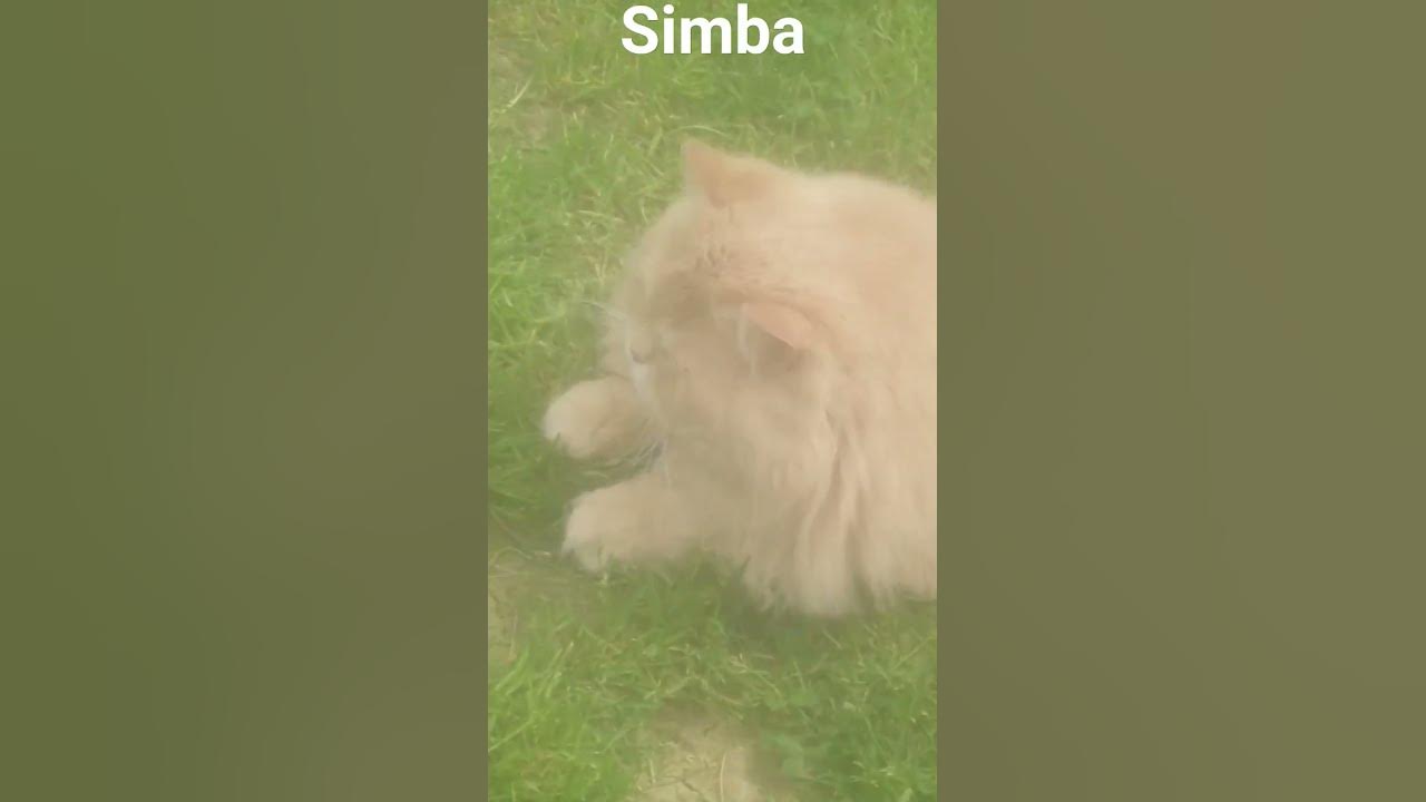 my simba - YouTube