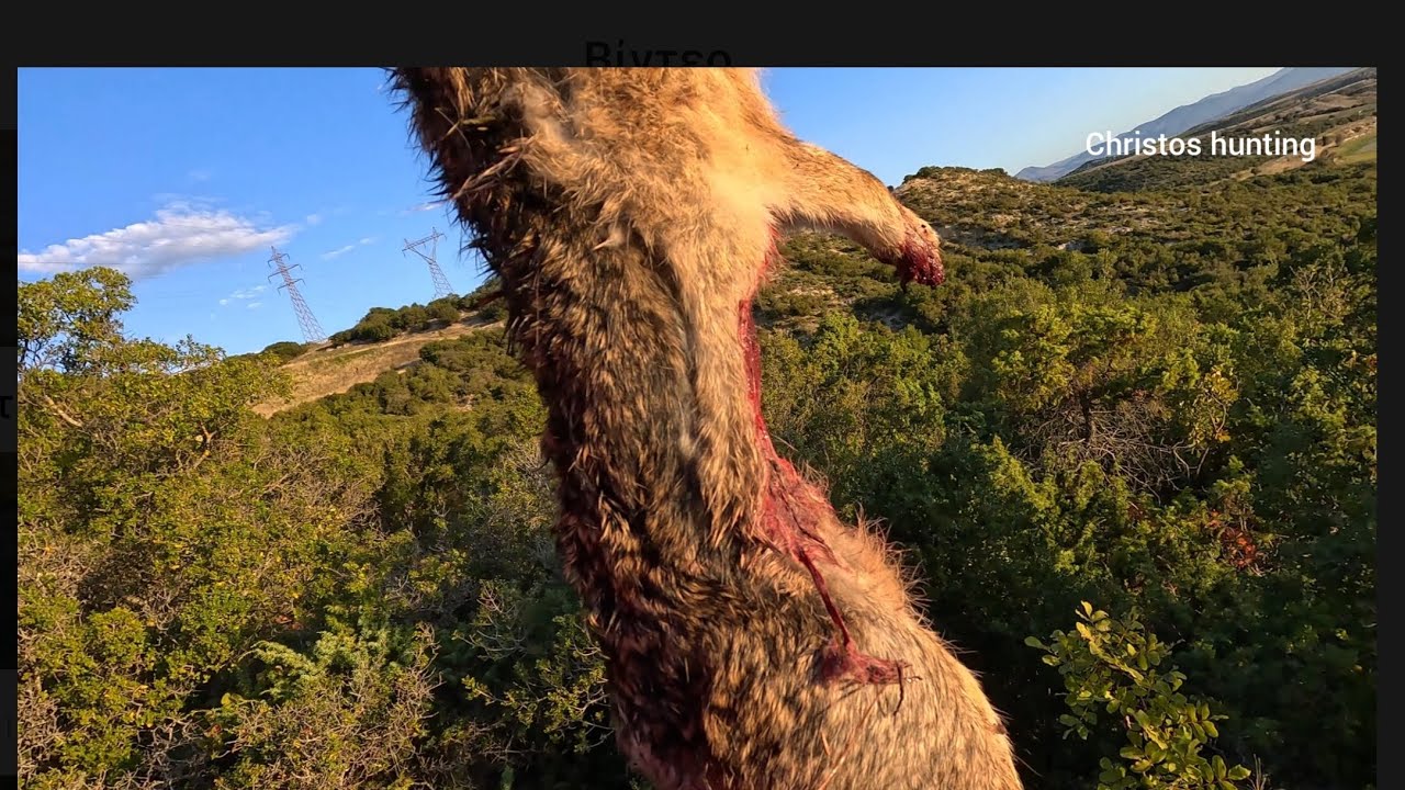 Κυνήγι λαγού 6 10 24 hare hunting Σήκωμα για πιάσιμο γρήγορη τουφεκιά ...