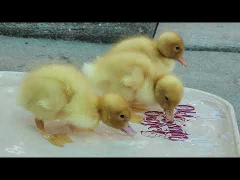 baby Pekin ducks play with 2ater for the first time - YouTube
