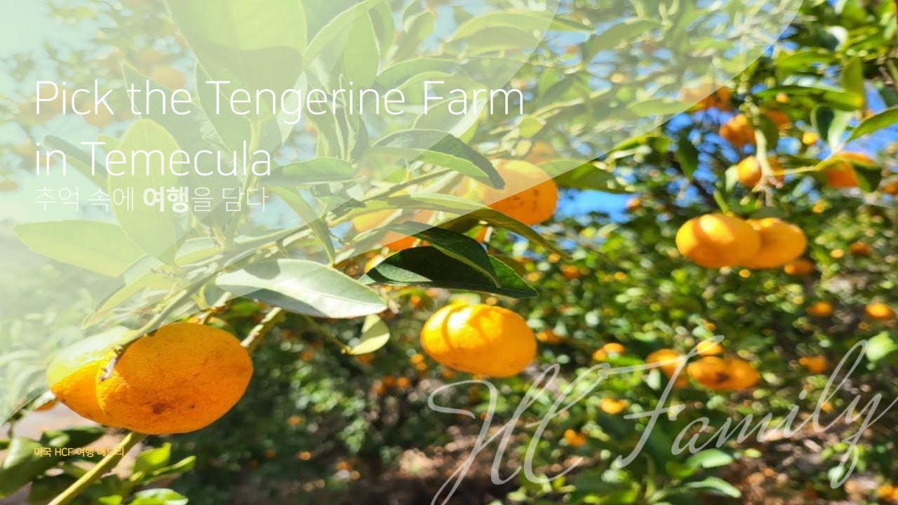 Pick the Tengerine Farm in Temecula - YouTube