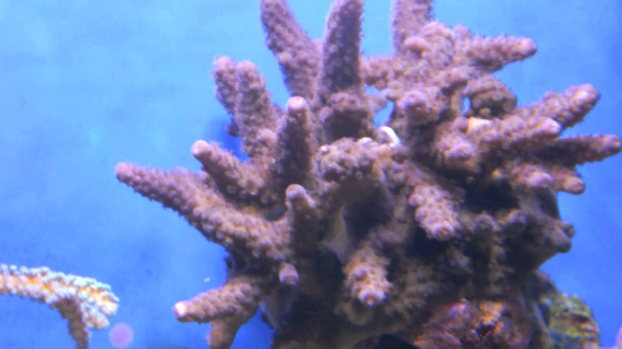 Acro Crab - YouTube