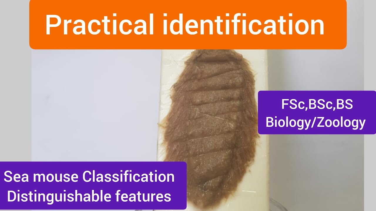 Sea mouse distinguishable features|Sea mouse characteristics|Sea mouse ...