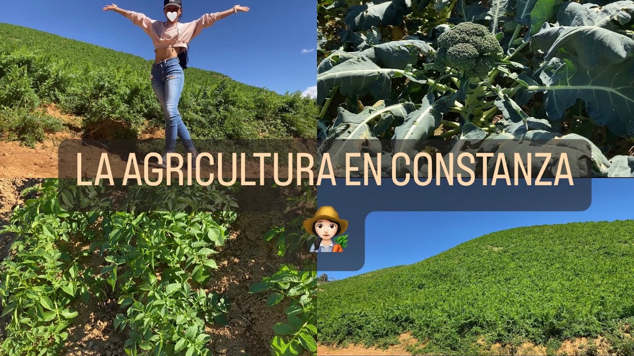 LA AGRICULTURA EN CONSTANZA RD - YouTube