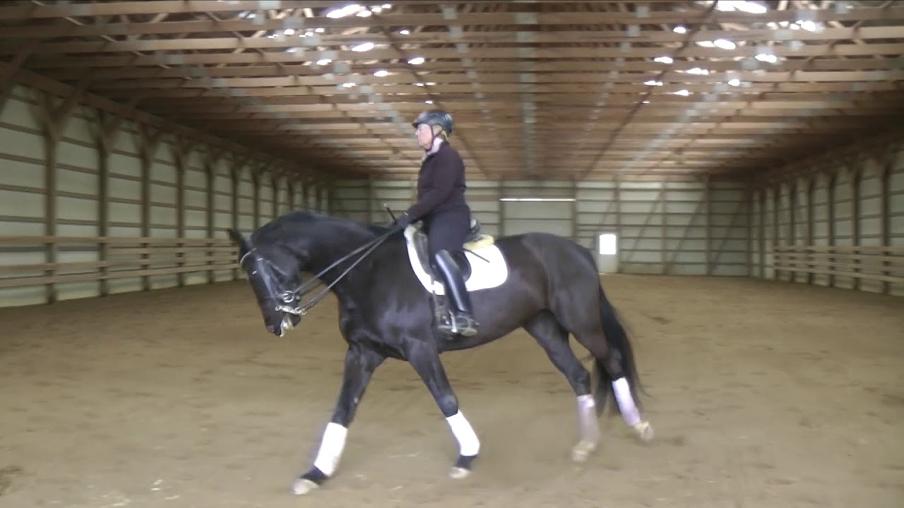For Sale 03/18/20 Sam Schooling 3rd Level Dressage - YouTube