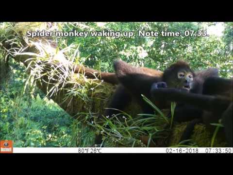 Footage from canopy camera traps in spider monkey sleeping trees. - YouTube