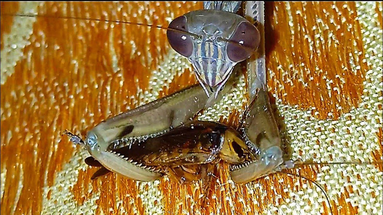 ''Chinese mantis'' hunting a cackroach and eating it.. - YouTube