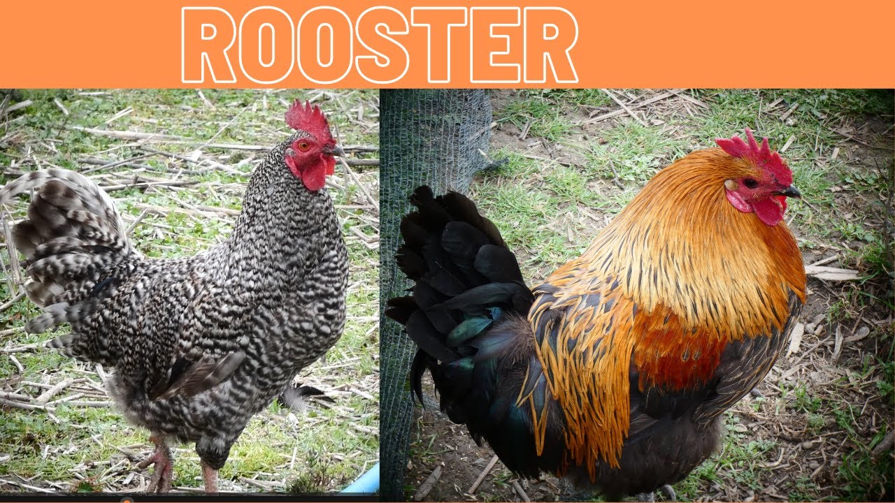 Rooster - YouTube