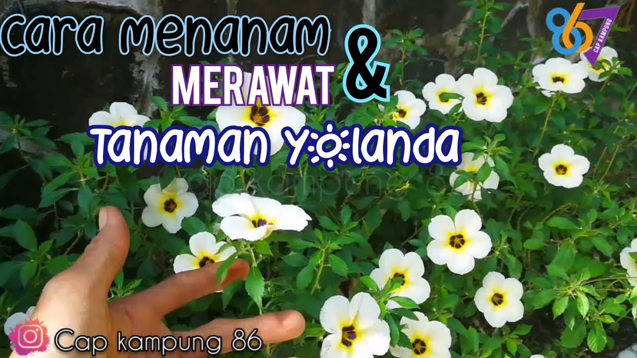 Cara menanam dan merawat bunga yolanda - YouTube