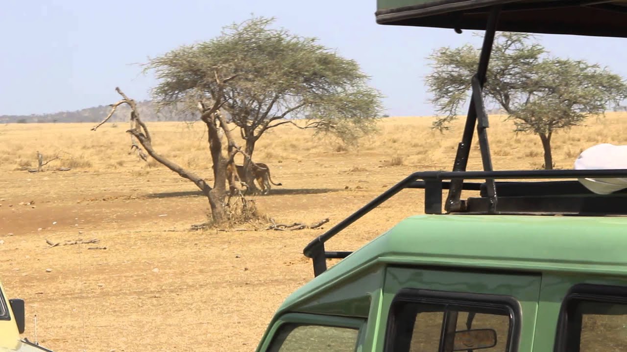 LION CHASING THE DEER.. - YouTube