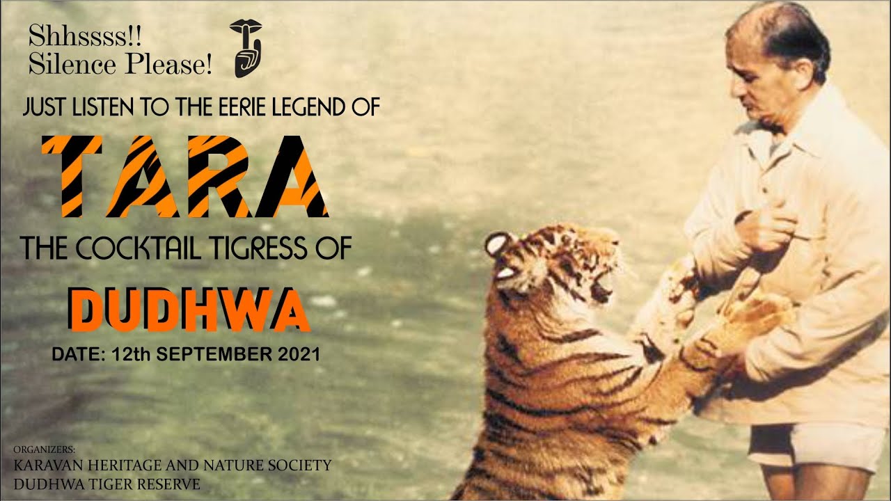 The Eerie Legend of Tara: the Cocktail Tigress of Dudhwa Tiger Reserve ...