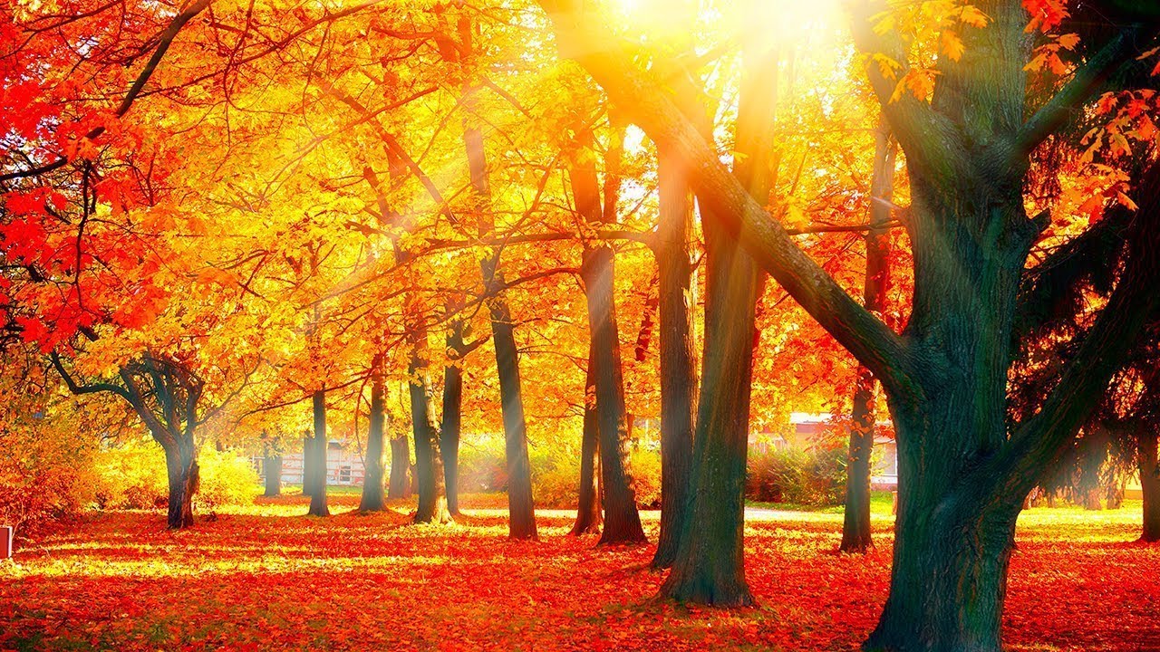 Calm Relaxing Autumn Breeze, Deep Study, Deep Sleep, Meditation ...