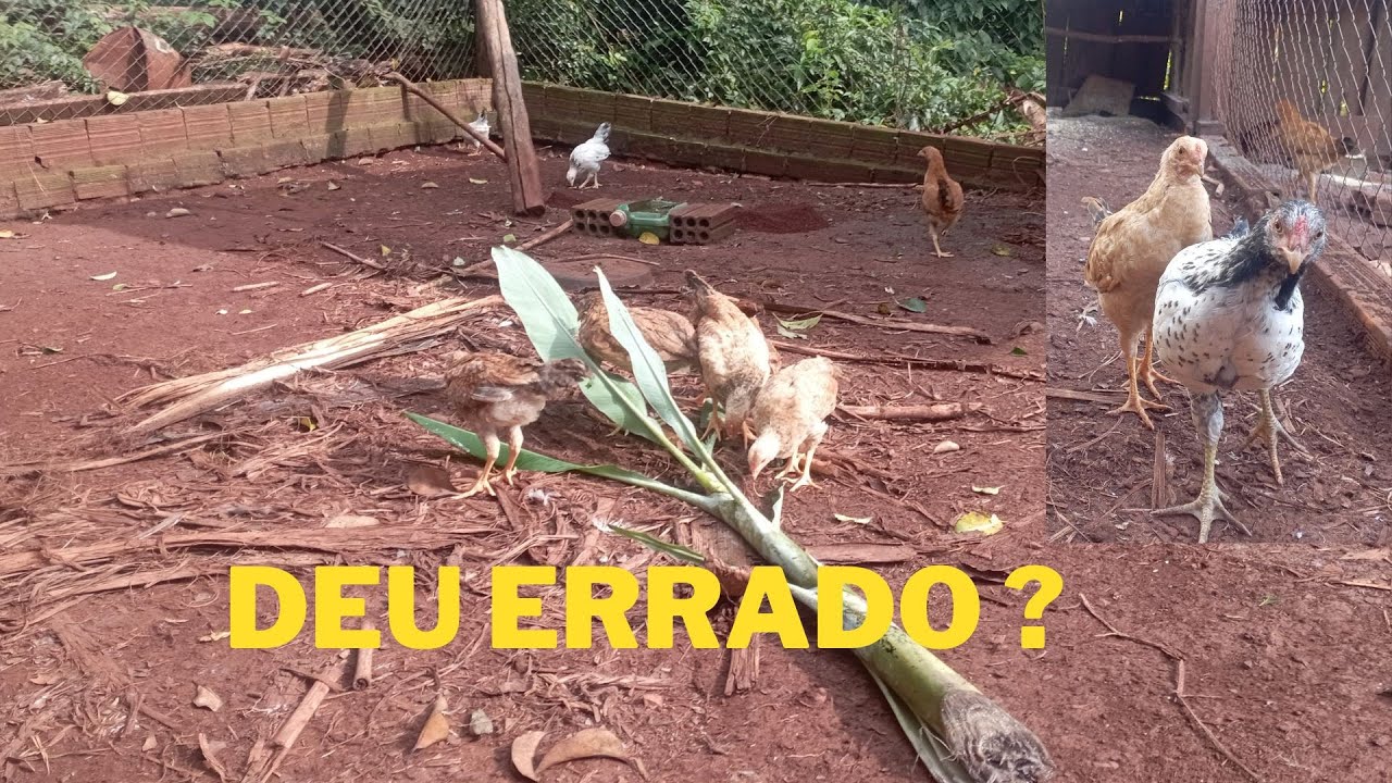 Quase perdi os franguinhos um dia depois que soltei - YouTube